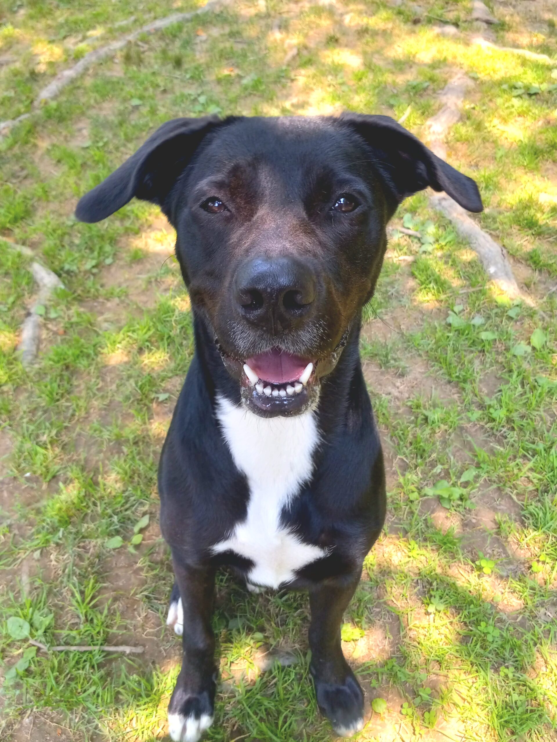 Sadie Is NCCR Dog Of Week | News, Sports, Jobs - Post Journal